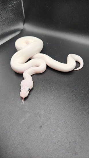 Blue Eyed Leucistic (BEL) Ball Python by CS Reptile Exotics