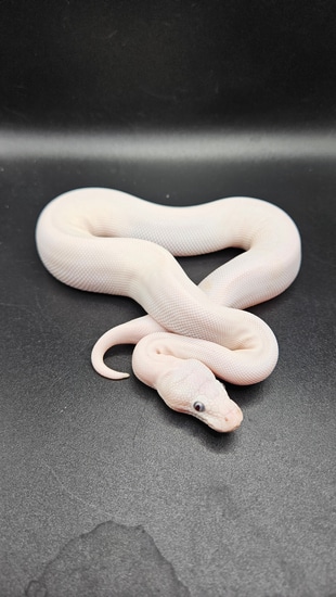 Blue Eyed Leucistic (BEL) Ball Python by CS Reptile Exotics