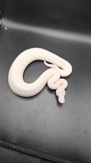 Blue Eyed Leucistic (BEL) Ball Python by CS Reptile Exotics