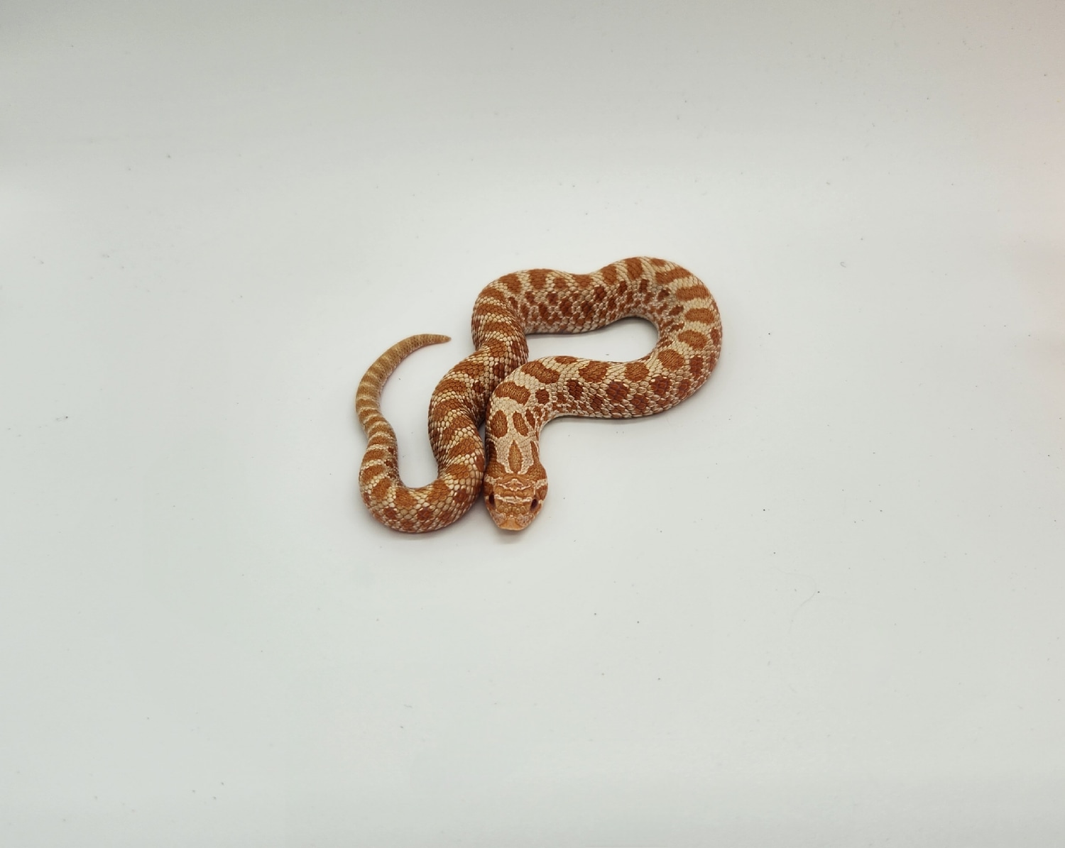 Arctic Albino 50% Het Sunburst Western Hognose by Fall Line Hogs LLC ...
