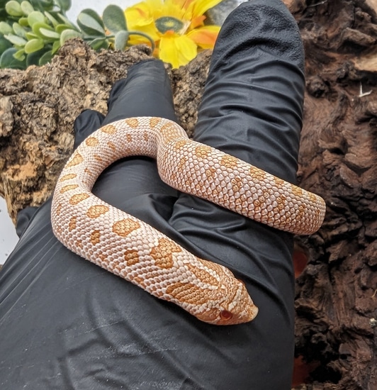 Arctic Albino Conda 66% Het Axanthic Western Hognose by Fall Line Hogs LLC