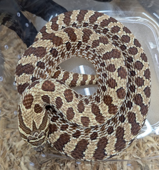 Proven Red Lineage Female Western Hognose by Fall Line Hogs LLC
