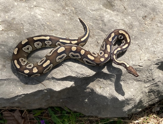 Mojave 100% Het Monarch - Adult Ball Python by Family Jewels Reptiles