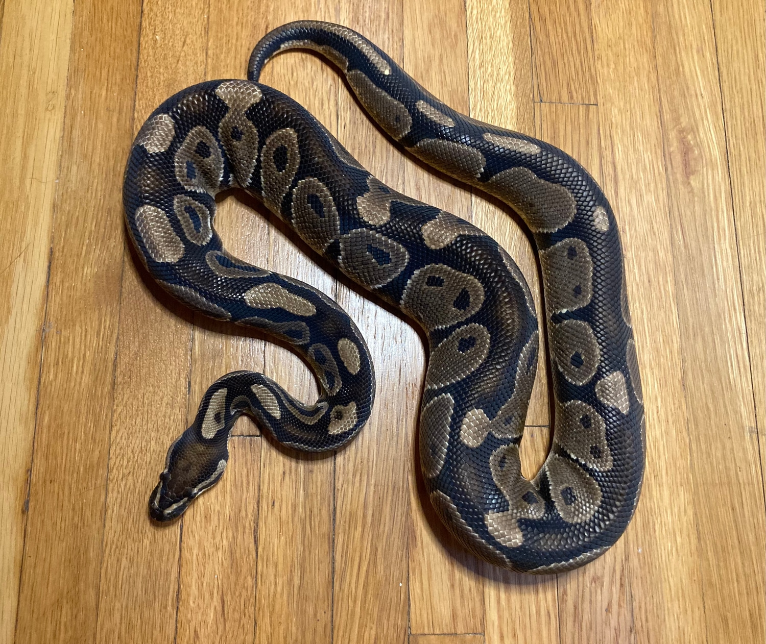 ♀ 100% Het Monarch Ball Python by Family Jewels Reptiles - MorphMarket