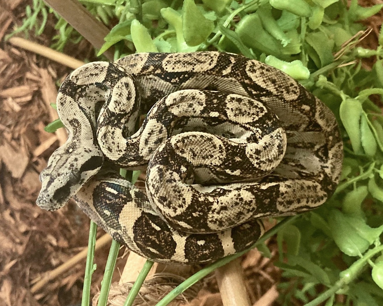 100% Het Anery Longicauda Boa Peruvian Long-tailed Boa Constrictor by ...