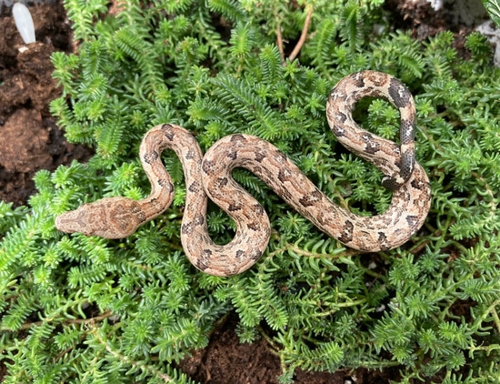 CBB Solomon Island Ground Boa (Candoia Paulsoni) More Boa by Family ...