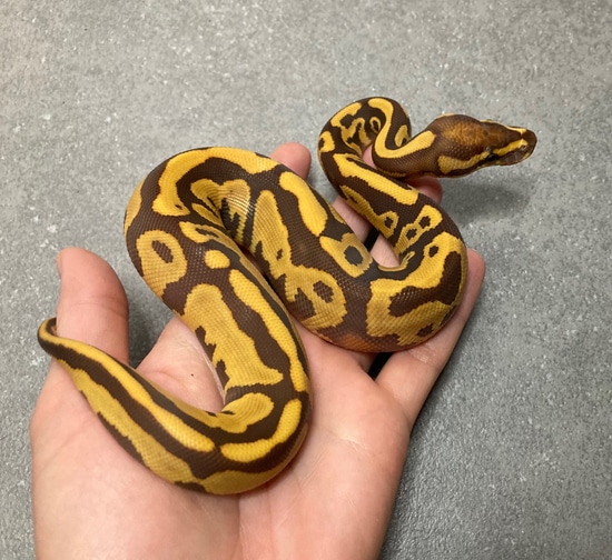 Leopard YB Monarch Ball Python by Family Jewels Reptiles