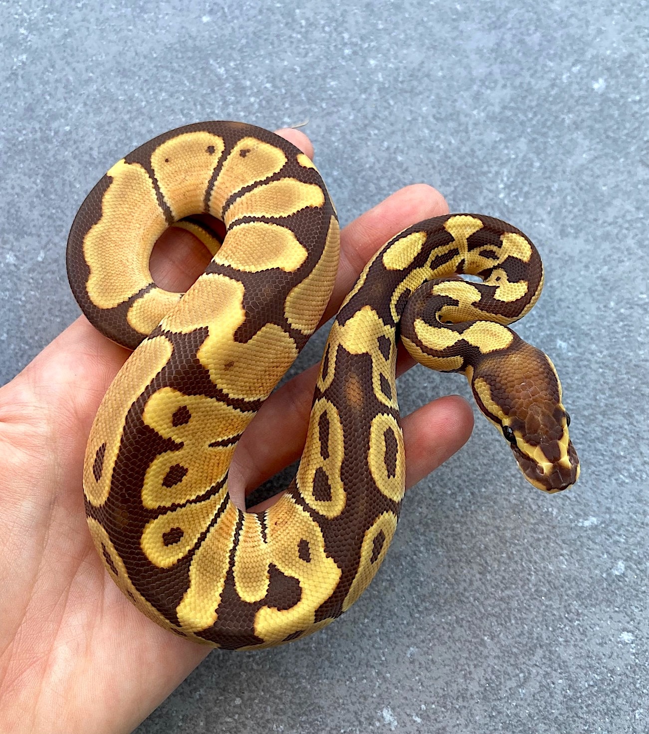 Monarch Ball Python by Family Jewels Reptiles - MorphMarket