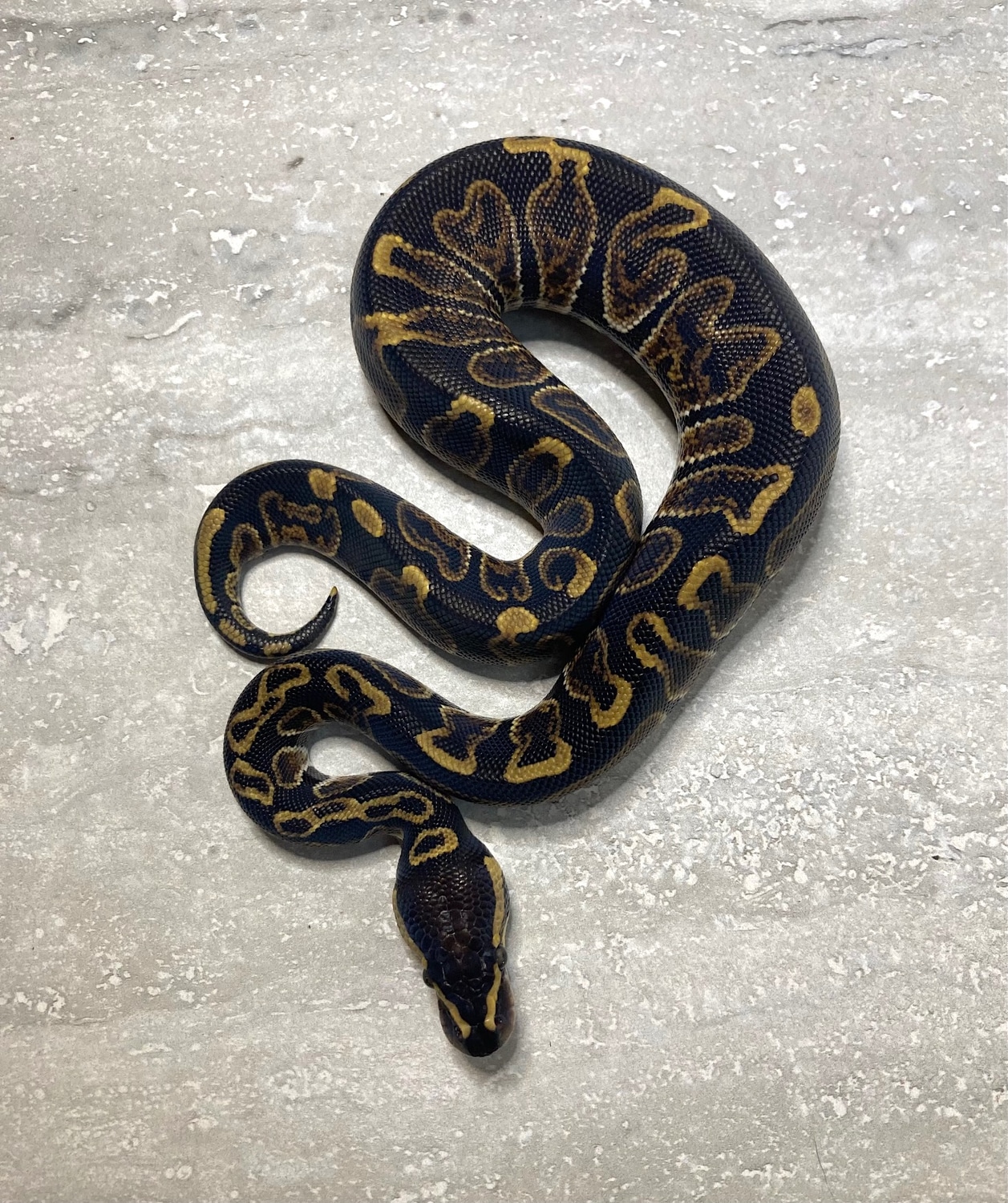 GHI 66% Het Monarch Ball Python by Family Jewels Reptiles - MorphMarket