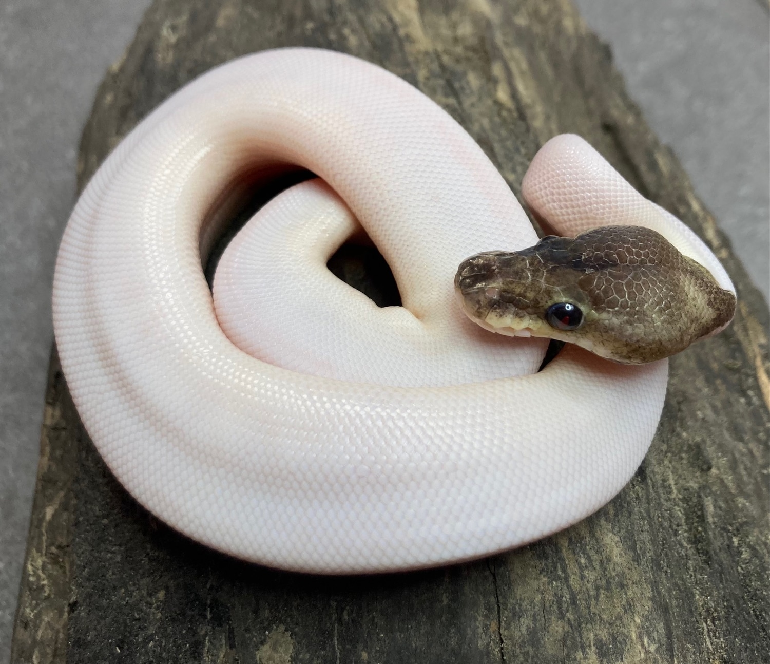 Pewter Mahogany Pied (Possible Leopard) Ball Python by Family Jewels ...