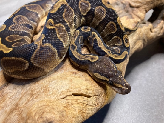 GHI Het Pied (Poss Mahogany) Ball Python by Family Jewels Reptiles