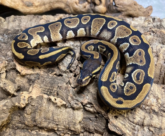 Mahogany Het Pied Ball Python by Family Jewels Reptiles