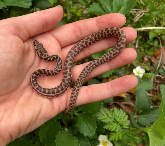 Pure Wheatbelt Western Stimson's Python Children's Python by Family ...