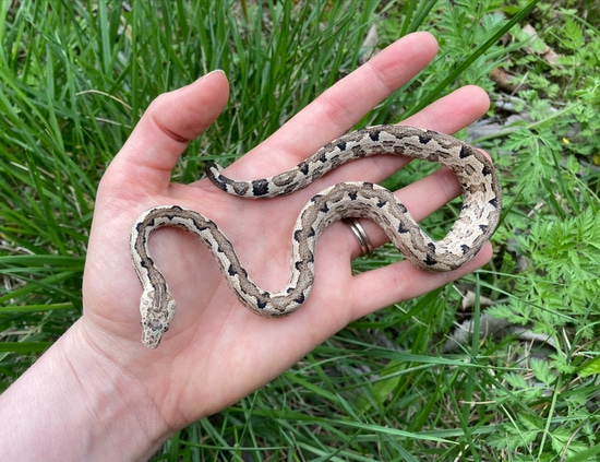 Solomon Island Ground Boa (CBB Candoia Paulsoni) Dumeril's Boa by ...