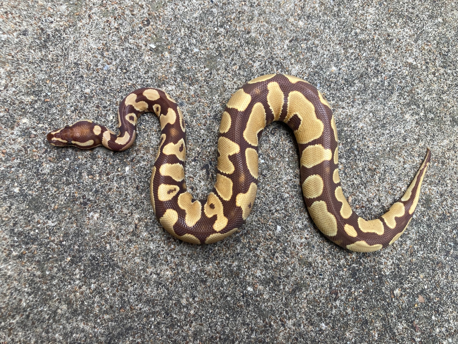 YB Monarch Ball Python by Family Jewels Reptiles - MorphMarket
