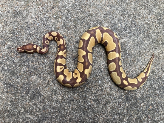 YB Monarch Ball Python by Family Jewels Reptiles