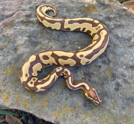 Monarch Leopard Yellowbelly (Het Piebald) Ball Python by Family Jewels ...
