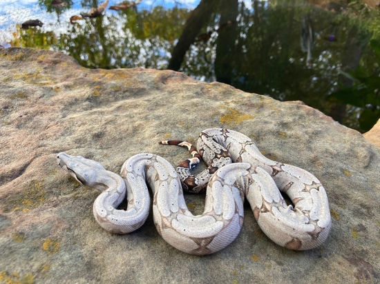 Bolivian Short-tailed Boa Constrictor (Amarali) Short-Tailed Boa ...