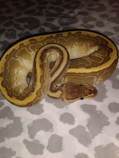 Pinstripe Lesser Or Butter Ball Python by Family Jewels