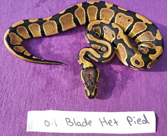 Blade Het Pied Ball Python by Family Jewels