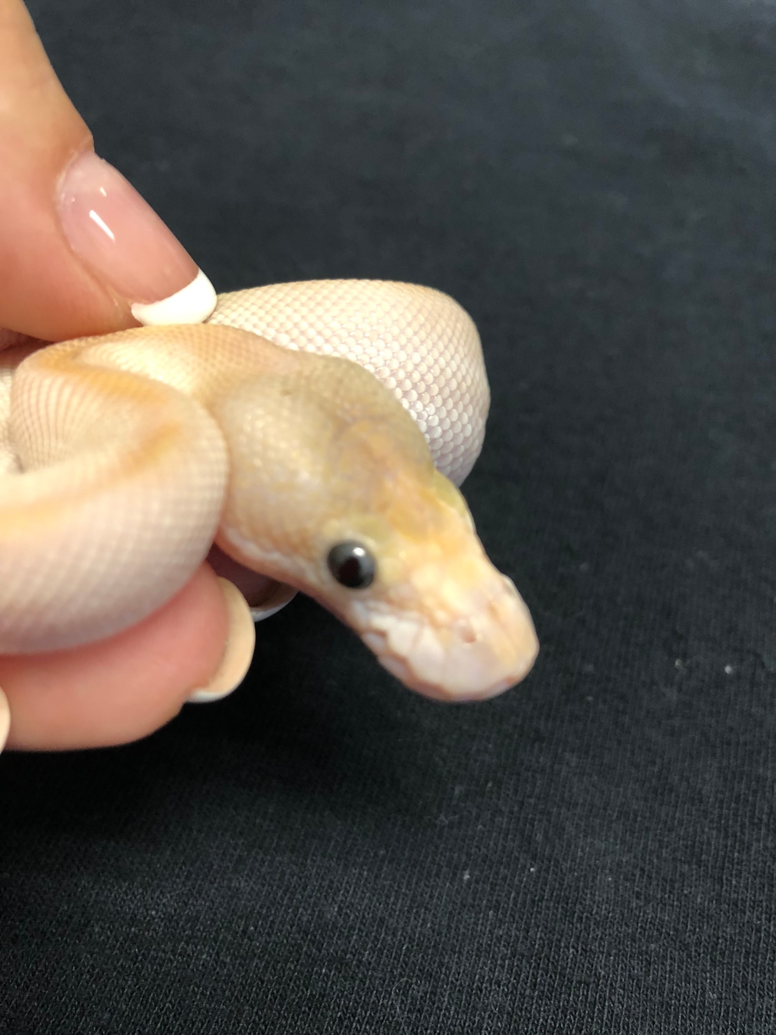 Champagne Lesser Ghost 63 Gr Ball Python by Family Reptiles Lakeland ...