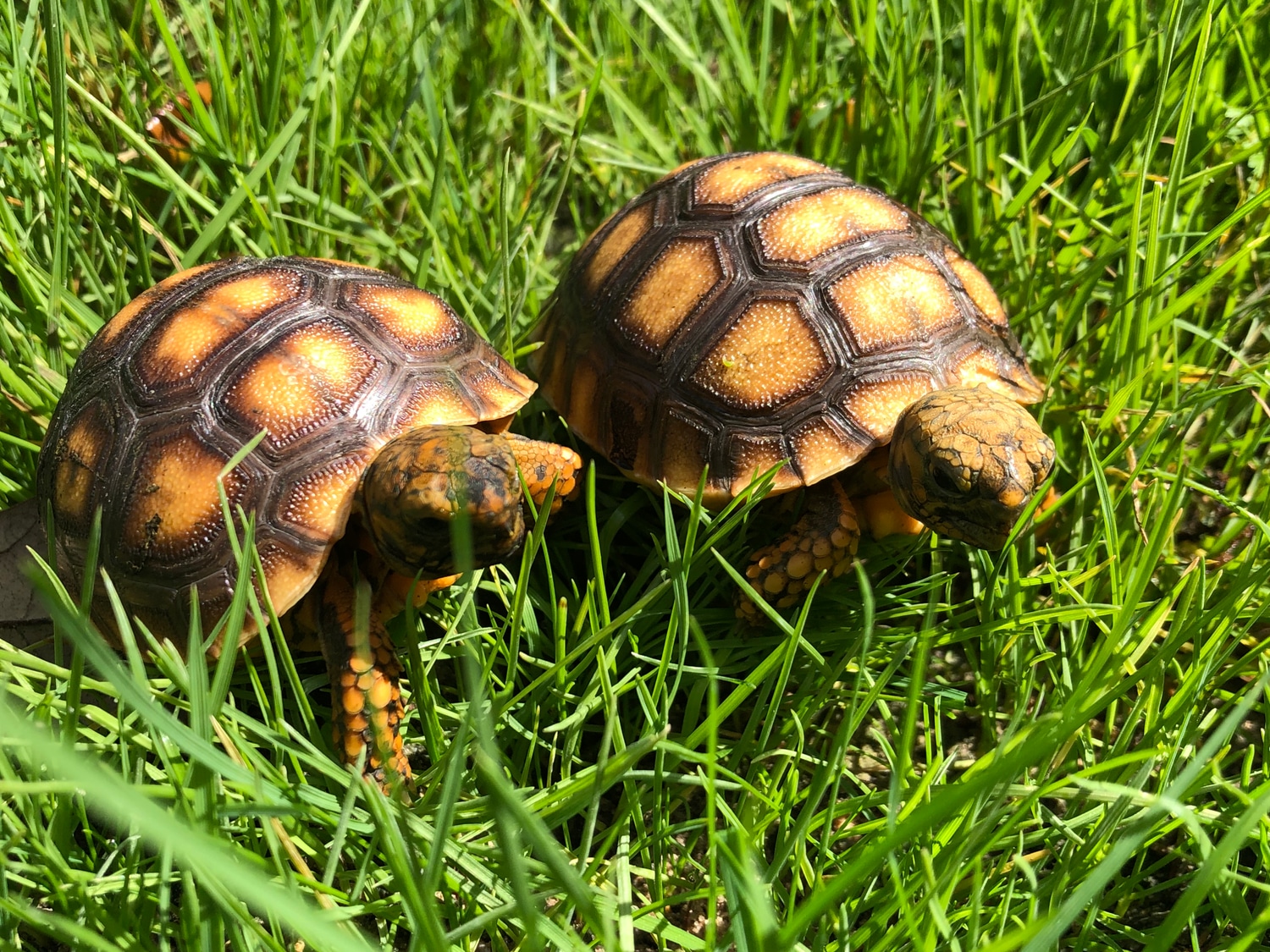 Sulcata Redfoot Hybrid Tortoises Red-footed Tortoise by Family Reptiles ...
