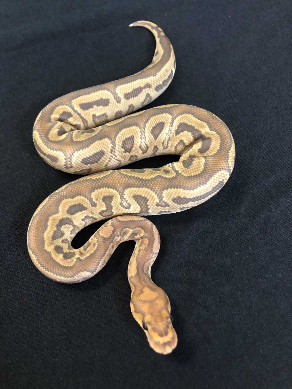 Clown Ghost Ball Python by Family Reptiles Lakeland - MorphMarket