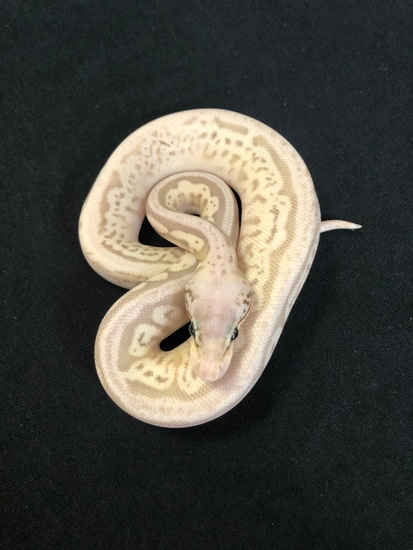 Super Pastel Black Pastel Lesser Spider (Silver Streak) Ball Python by ...