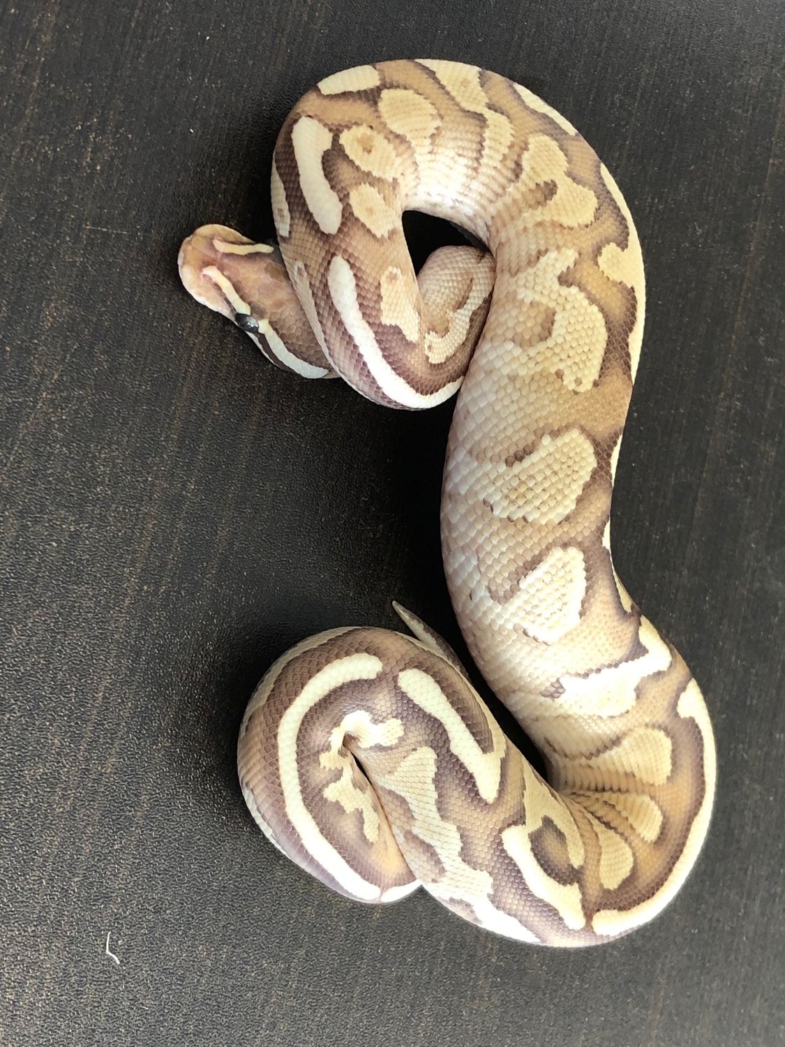 Lesser Yellowbelly Fire Ball Python by Family Reptiles Lakeland ...