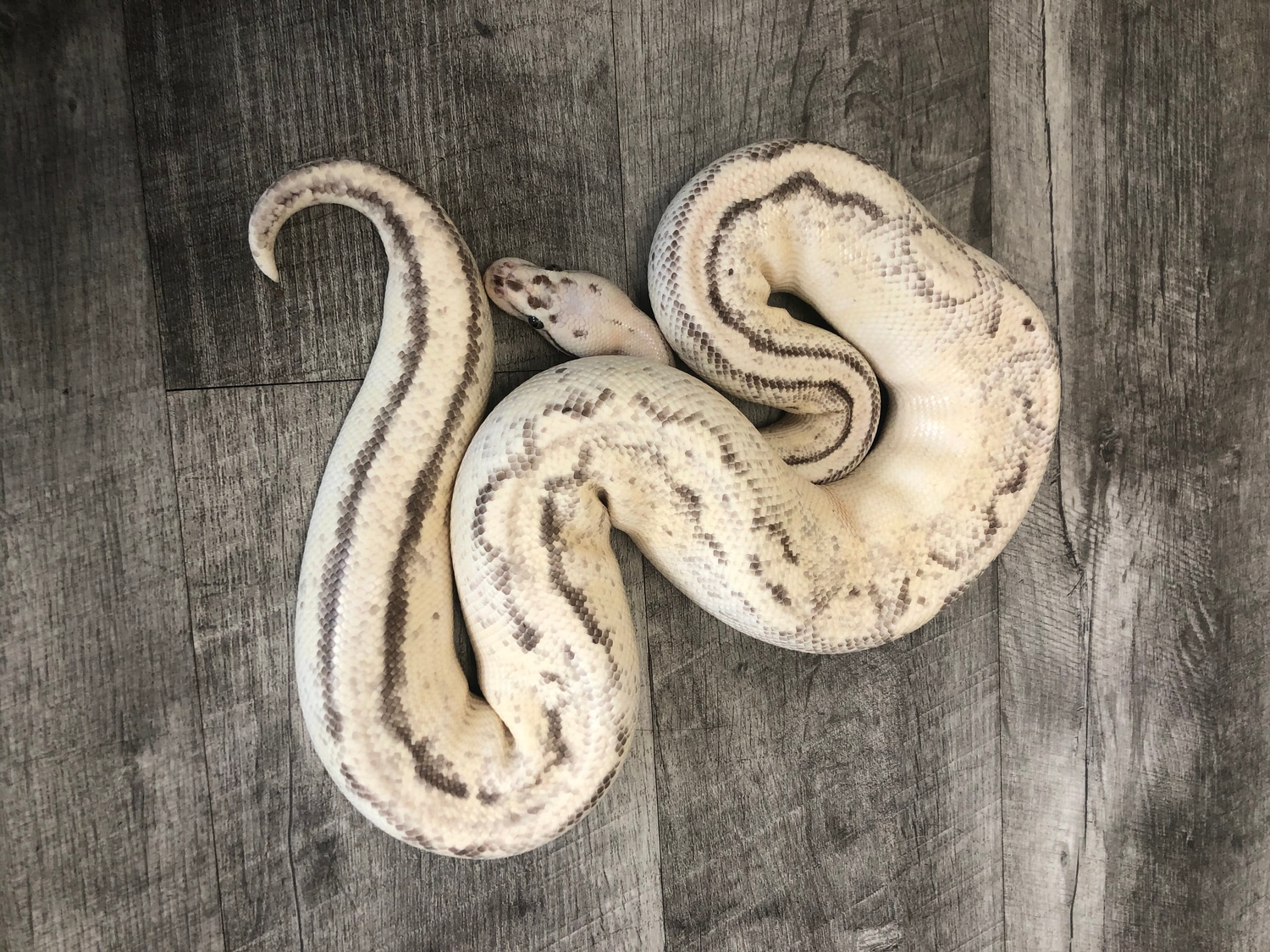 Super Pastel Super Stripe Poss. Calico Ball Python by Family Reptiles ...