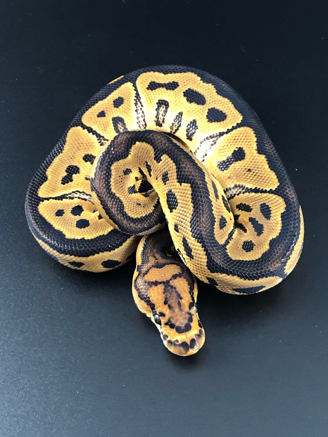 Clown Het. Axanthic Ball Python by Family Reptiles Lakeland - MorphMarket
