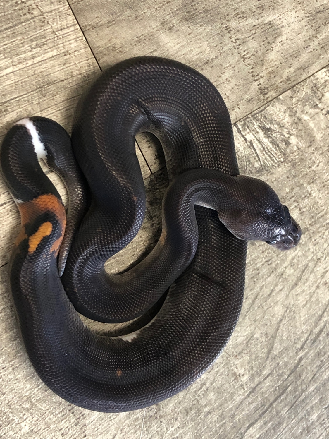 8 100% Het. Pied Paradox Ball Python by Family Reptiles Lakeland ...