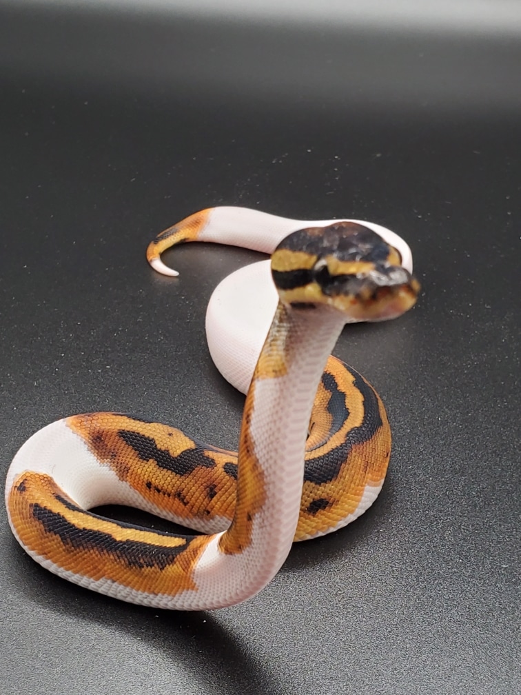 Pied 100% Het. (SK) Axanthic 64gr Ball Python by Family Reptiles ...
