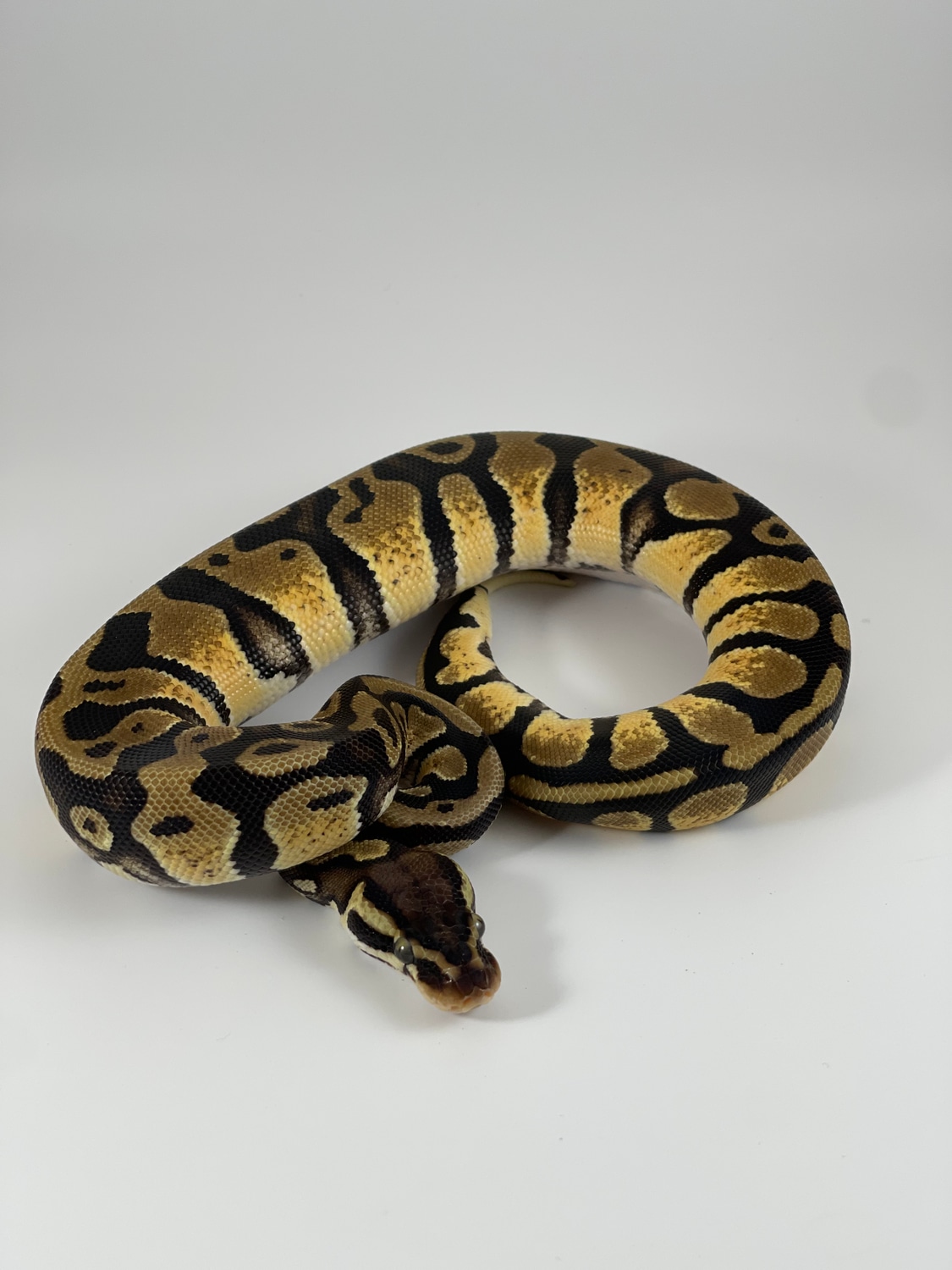 Pastel DH Albino Pied Ball Python by Family Reptiles Lakeland - MorphMarket