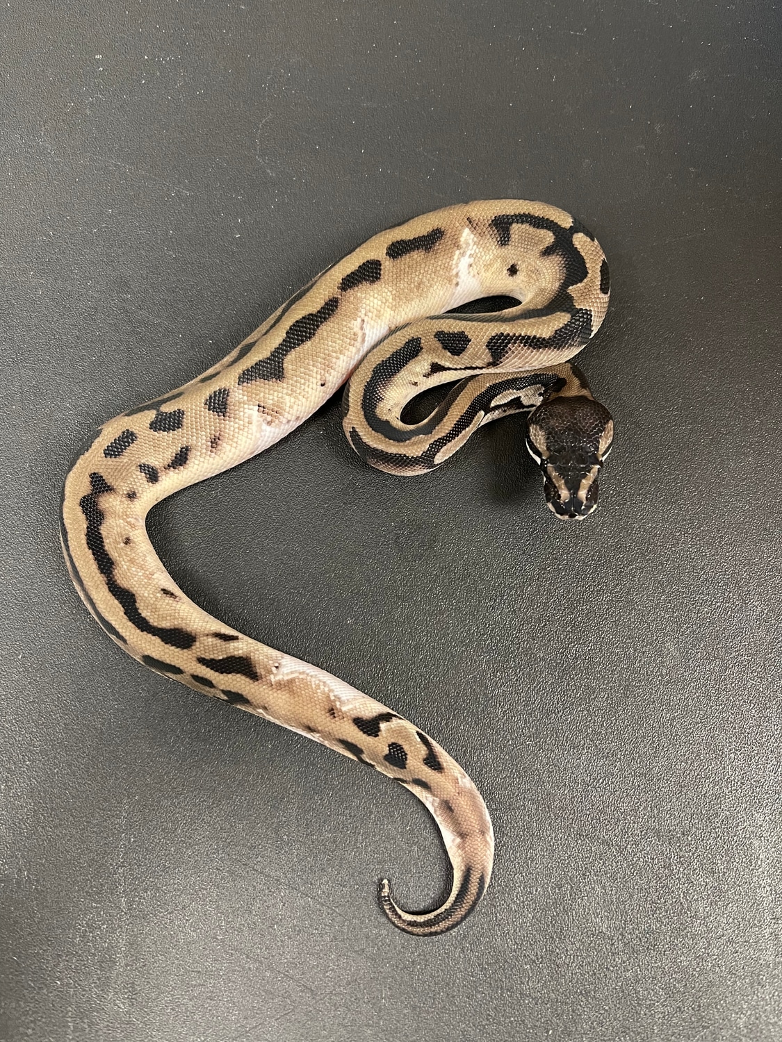 Axanthic Pied Ball Python by Family Reptiles Lakeland - MorphMarket