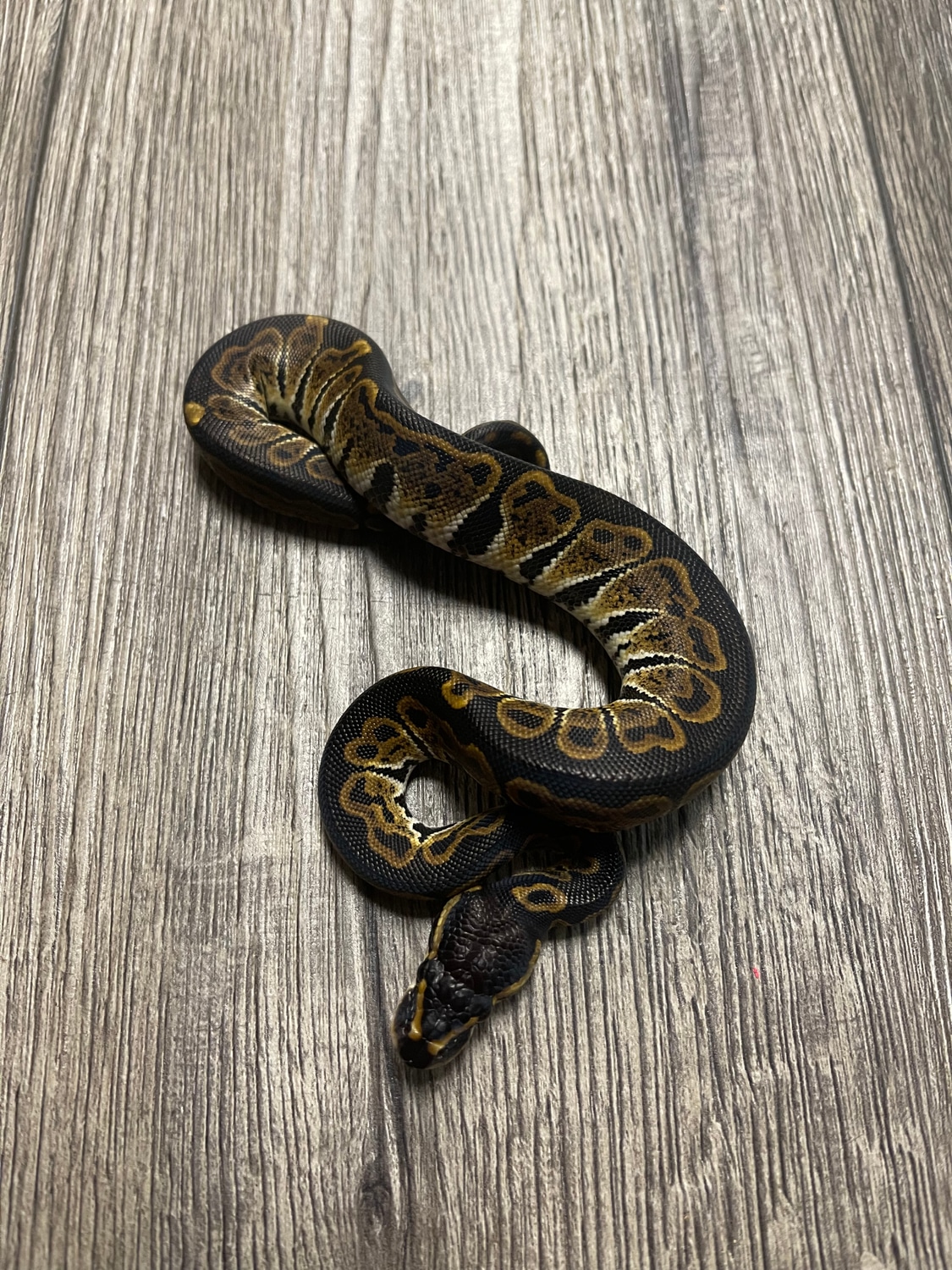 Black Adder Ball Python by Family Reptiles Lakeland - MorphMarket