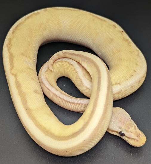 Pastel Banana Genetic Stripe Ball Python by Family Reptiles Lakeland