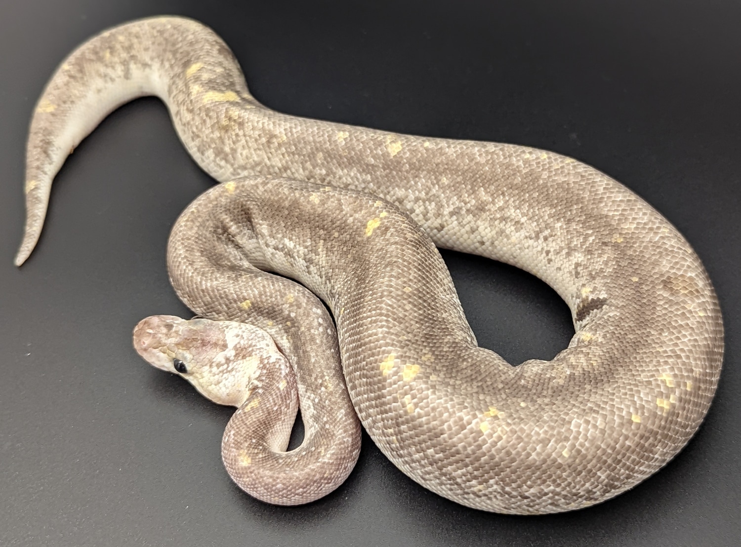 Super Cinnamon Pastel Possible Spider Ball Python by Family Reptiles ...