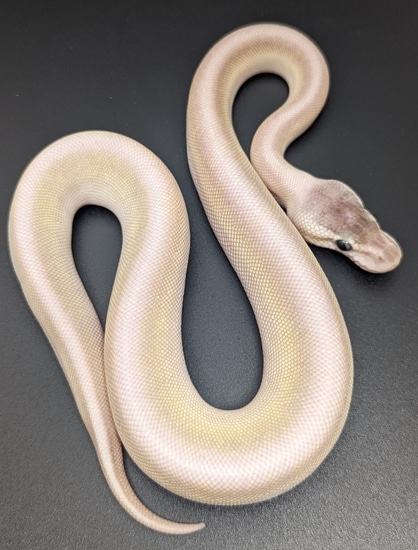 Pewter Lesser Genetic Stripe Ball Python by Family Reptiles Lakeland