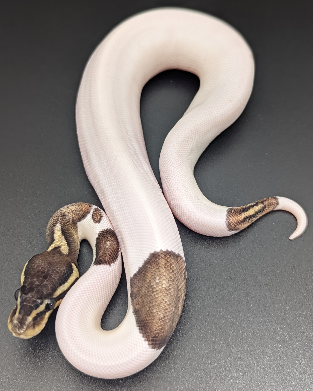 Pewter Pied Ball Python by Family Reptiles Lakeland - MorphMarket