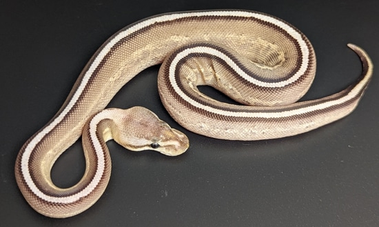 Pewter Super Stripe Ball Python by Family Reptiles Lakeland