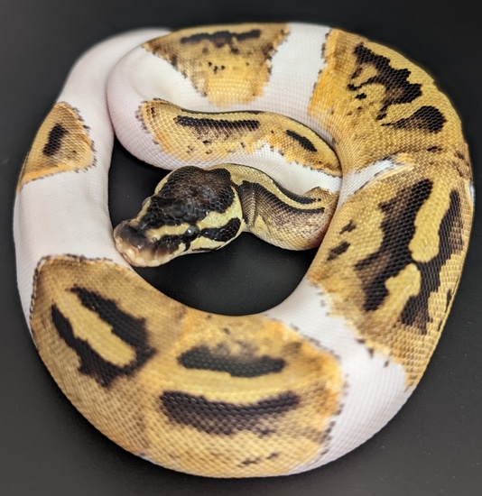 Pastel Pied Ball Python by Family Reptiles Lakeland