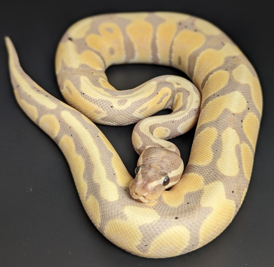 Enchi Banana Het Pied Ball Python by Family Reptiles Lakeland