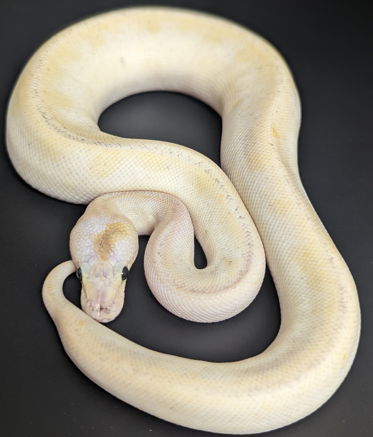 Super Pastel Champagne Ball Python by Family Reptiles Lakeland ...
