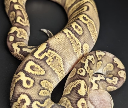 Chocolate Lesser Ghi Ball Python by Family Reptiles Lakeland - MorphMarket