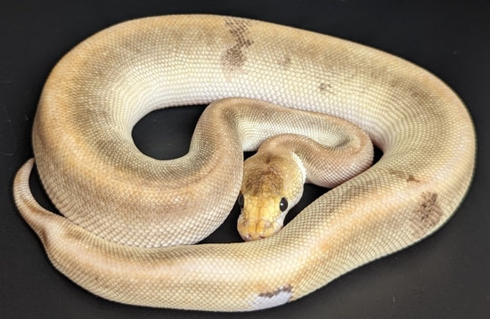 Champagne Cinnamon Pastel Ball Python by Family Reptiles Lakeland