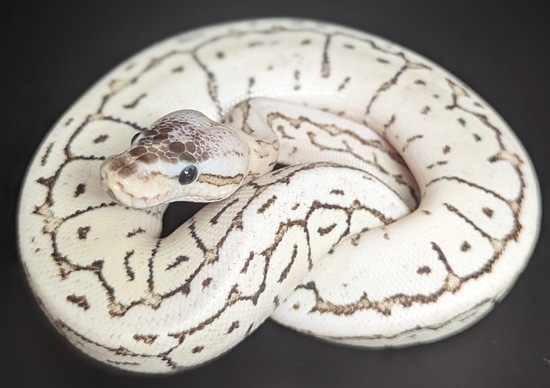 Fire Pastel Pinstripe Axanthic Ball Python by Family Reptiles Lakeland