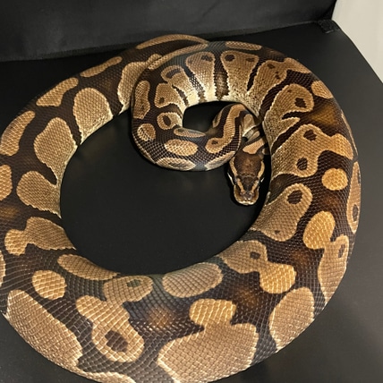 Family Reptiles Lakeland - MorphMarket