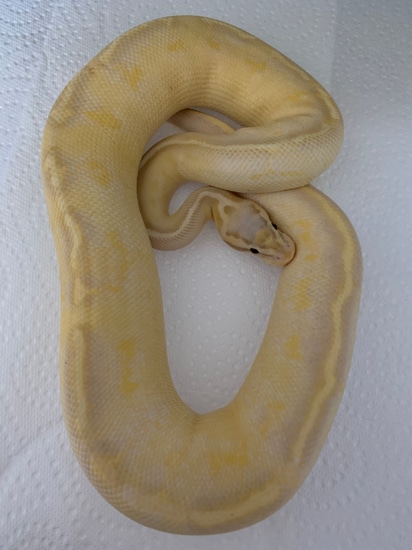 Pastel Banana Freeway Ball Python by Fanatic-Exotics
