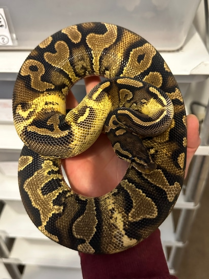 Crazy Chimera/Paradox Yb/asphalt Freeway Ball Python by Fanatic-Exotics